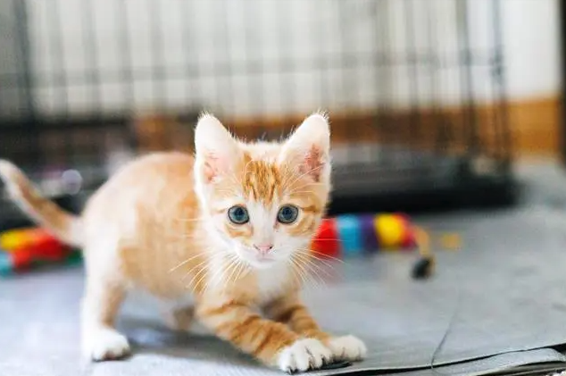 500 cats needs homes! - Simba's Sanctuary